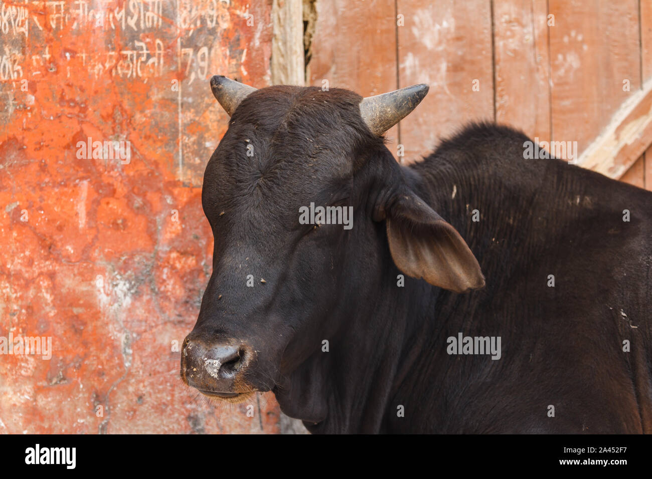 Hindu animal hi-res stock photography and images - Alamy
