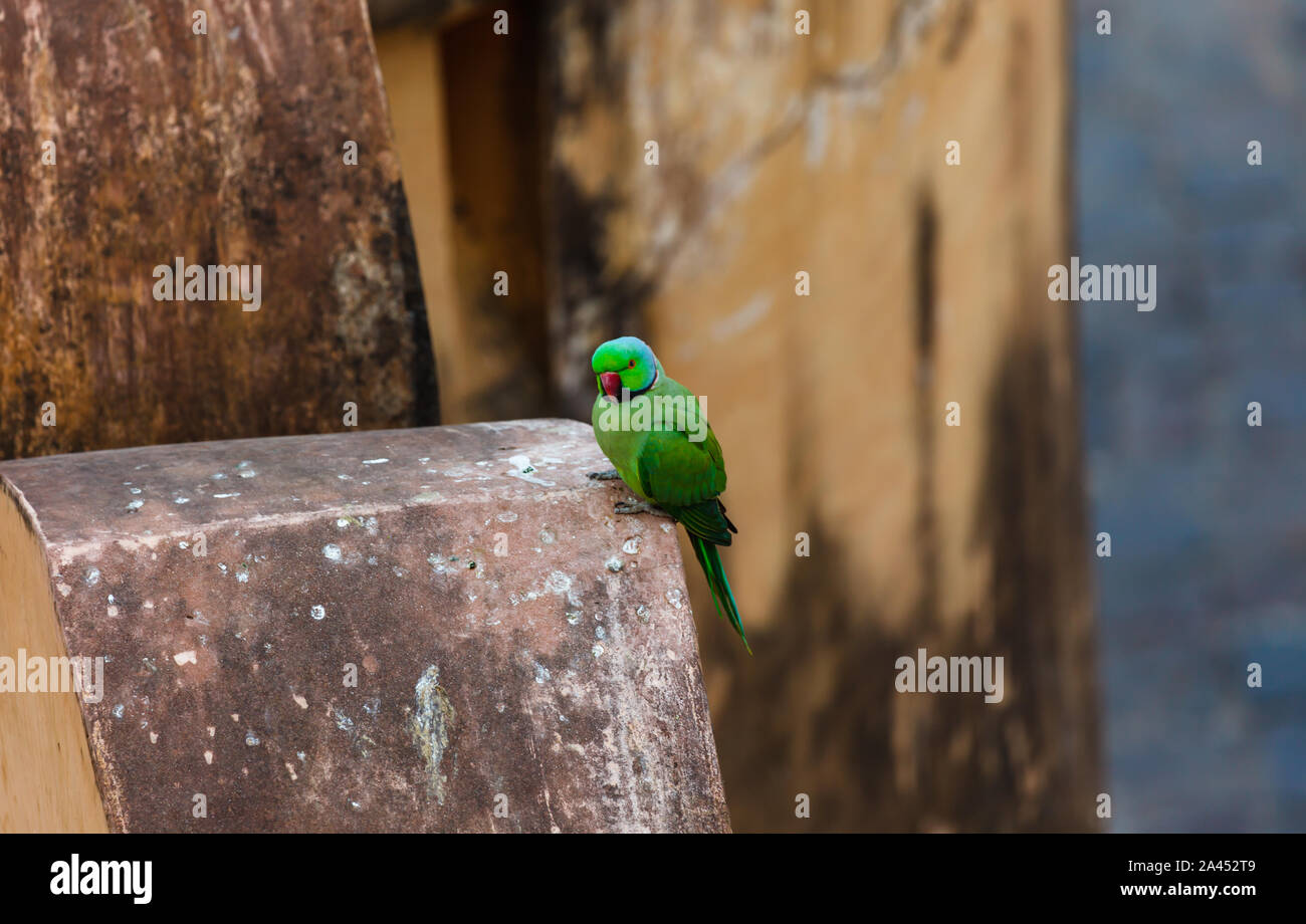 Indian parrot hi-res stock photography and images - Alamy