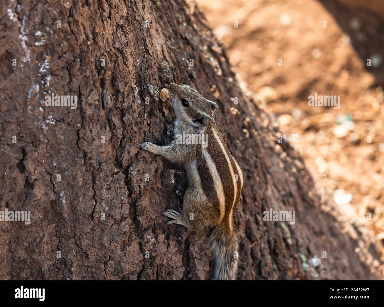 Chipmunk on a tree in the forest Stock Photo - Alamy