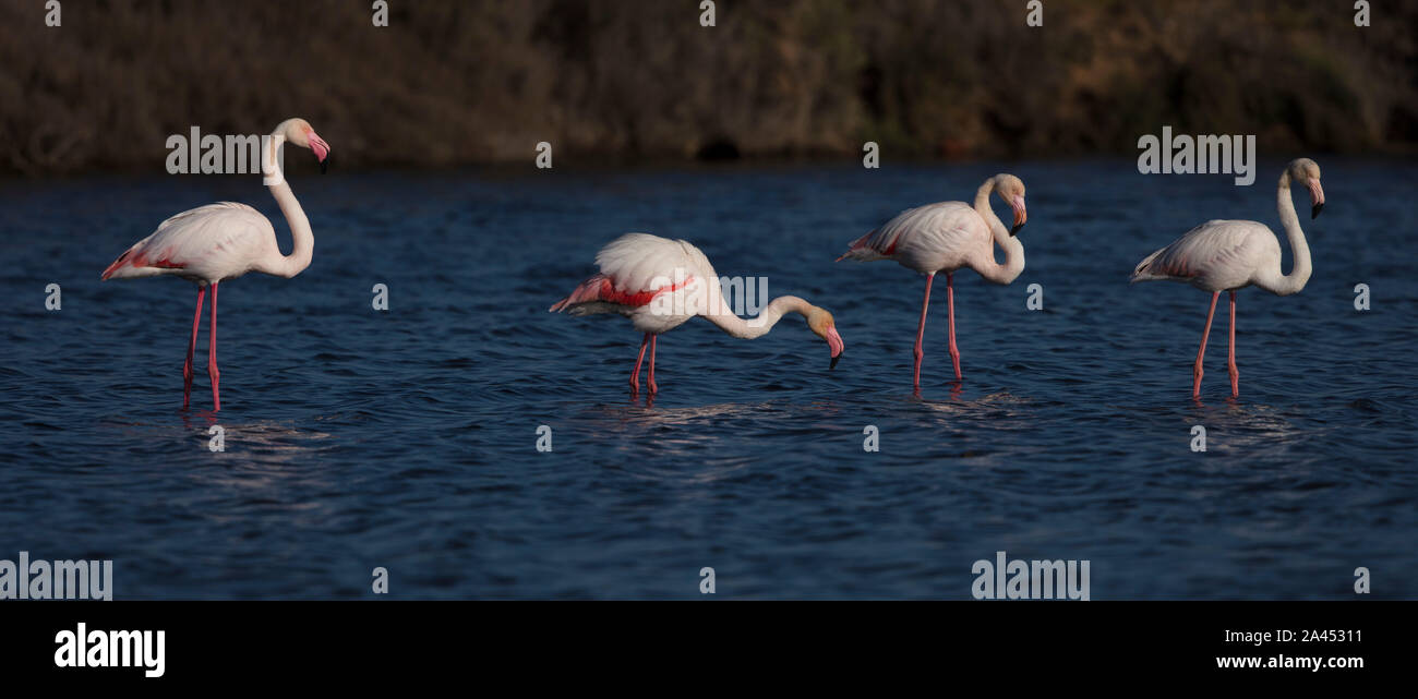 Ria formosa flamingo hi-res stock photography and images - Alamy