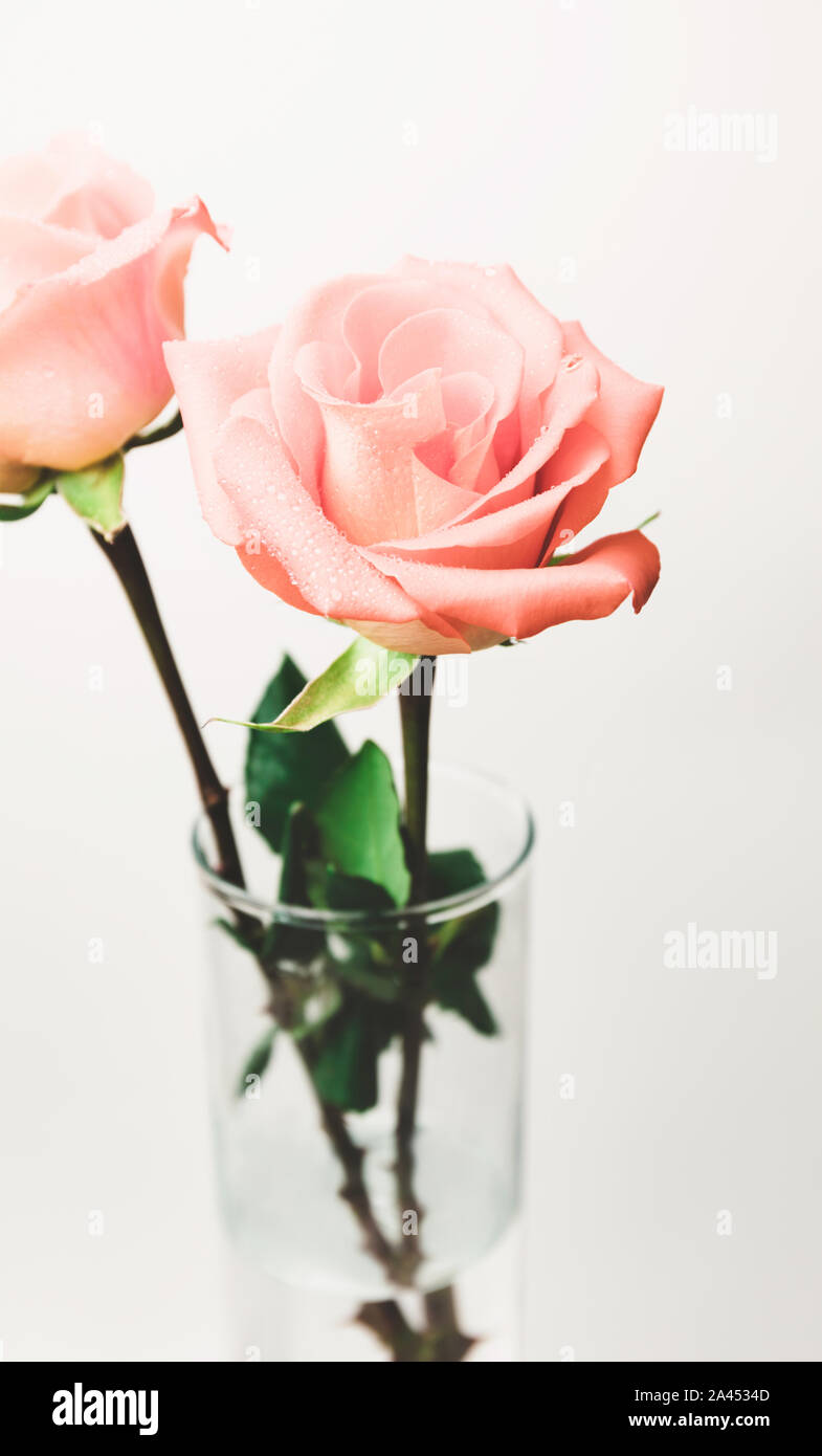Two pink roses hi-res stock photography and images - Alamy