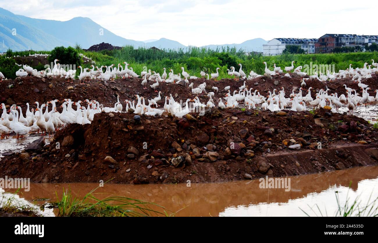 Lost goose hi-res stock photography and images - Alamy