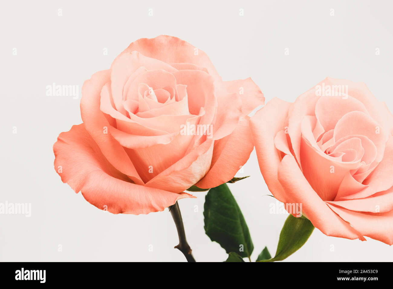 Two pink roses hi-res stock photography and images - Alamy