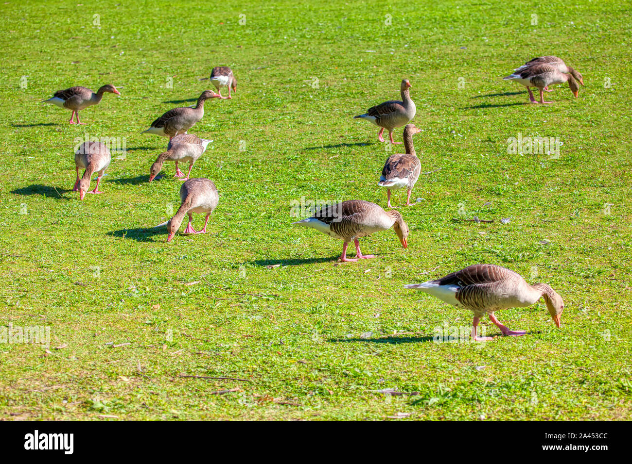 group of geese grazing fresh grass Stock Photo - Alamy