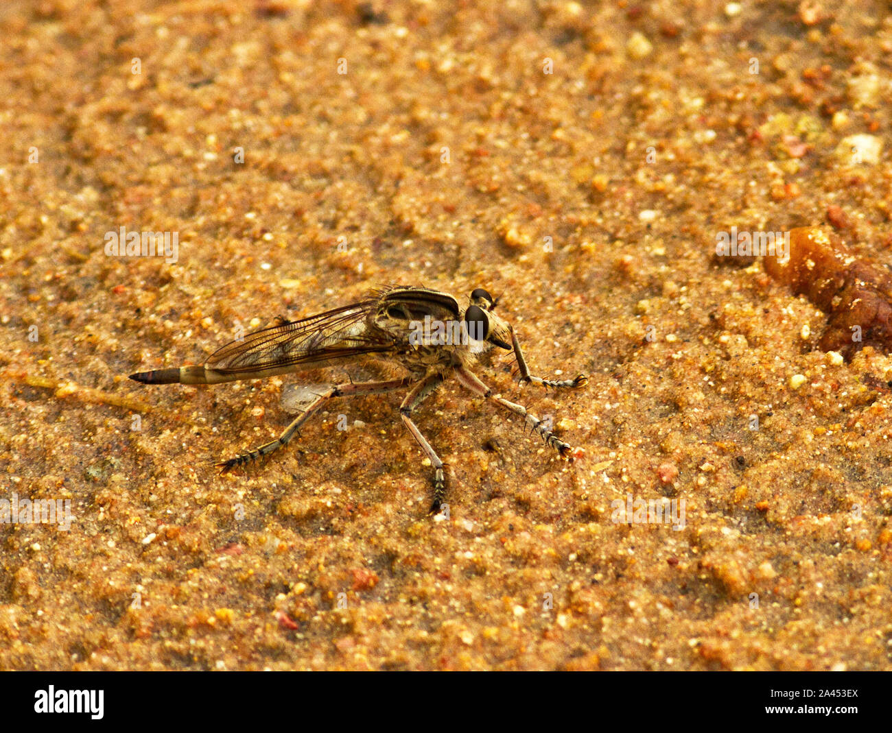 Daspeltis placodes hi-res stock photography and images - Alamy