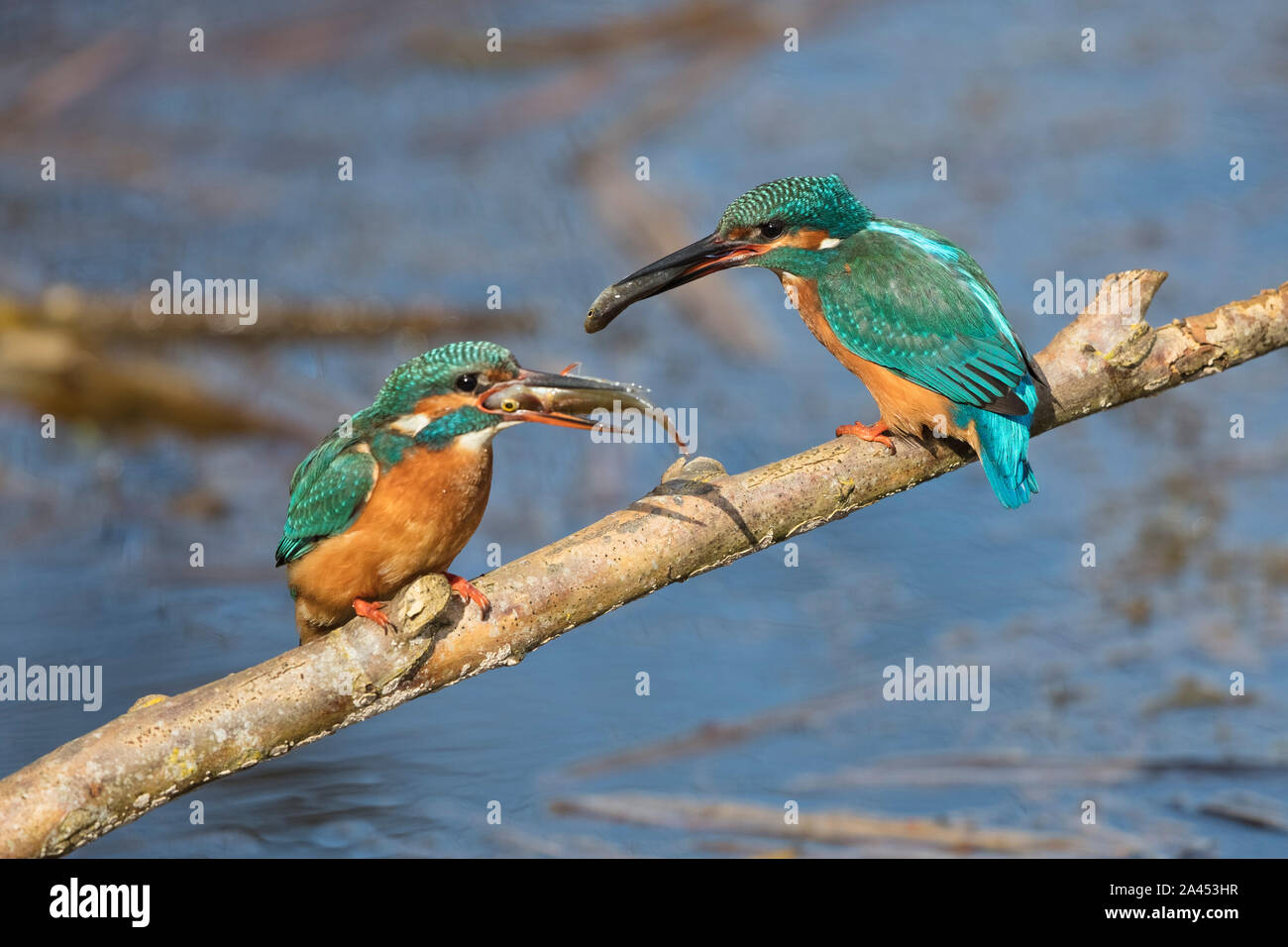 Fish courtship hi-res stock photography and images - Alamy