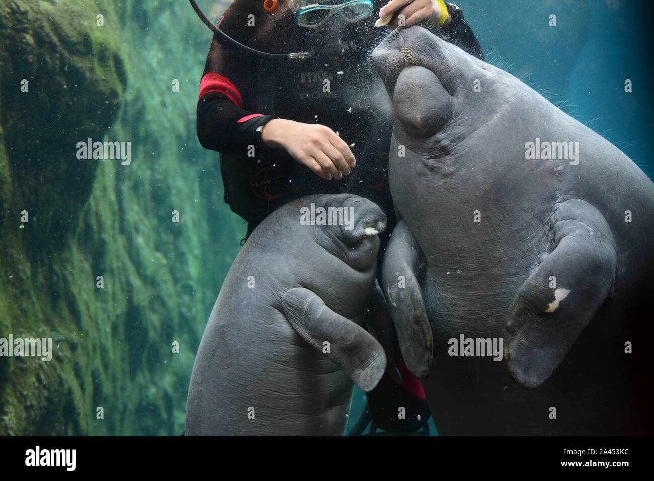 Manatee born hi-res stock photography and images - Alamy