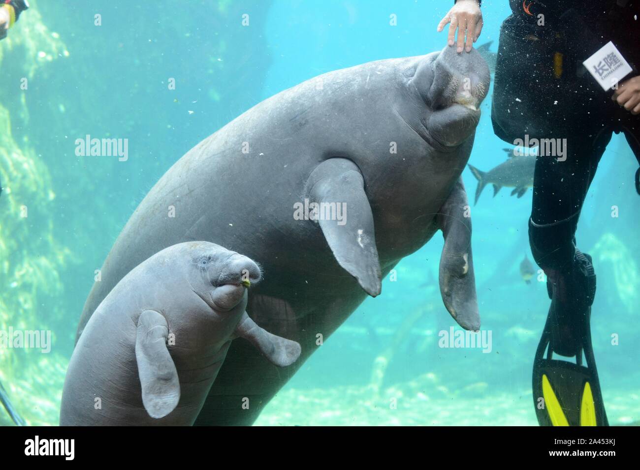 Manatee born hi-res stock photography and images - Alamy