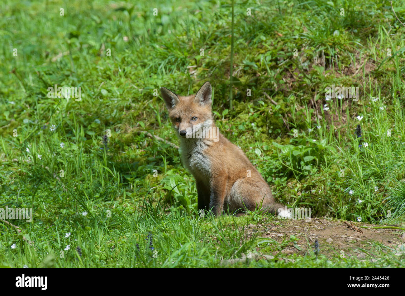 Scottish fox summer hi-res stock photography and images - Alamy
