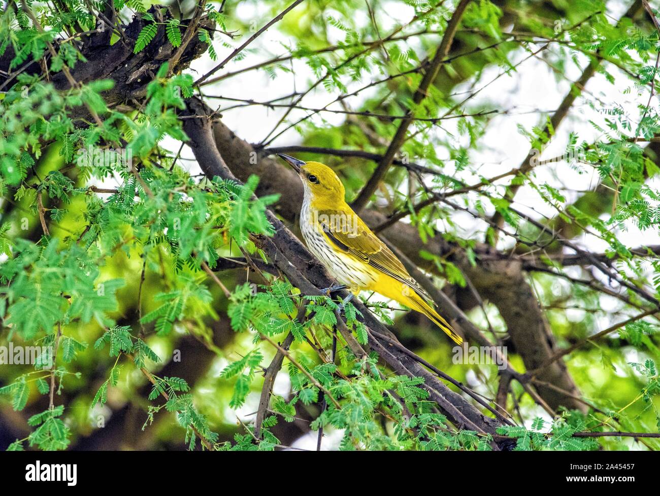 Indian Golden Oriole Stock Photo - Alamy