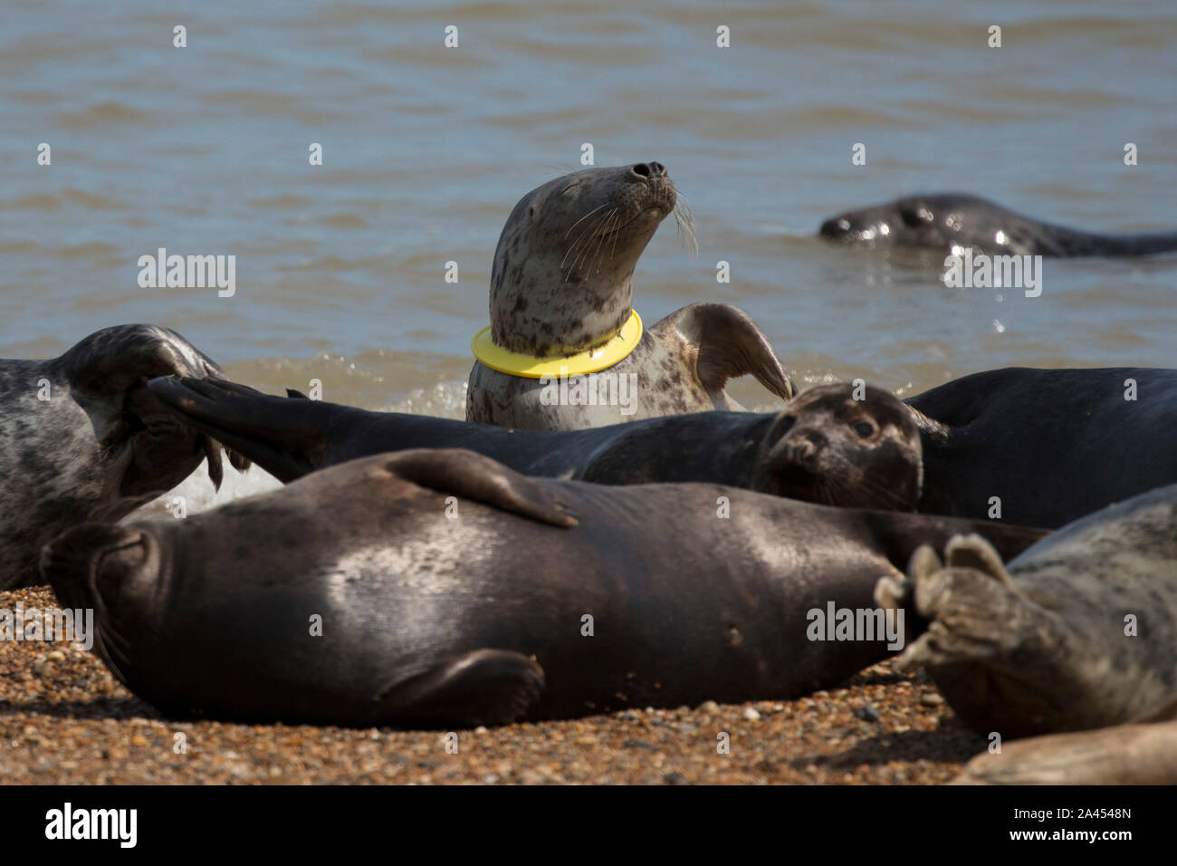 Grey seal with plastic flying ring round its neck Winterton on Sea ...