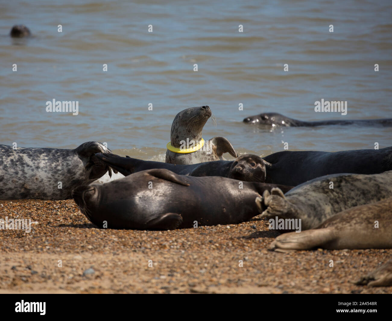 Flying ring seal hi-res stock photography and images - Alamy