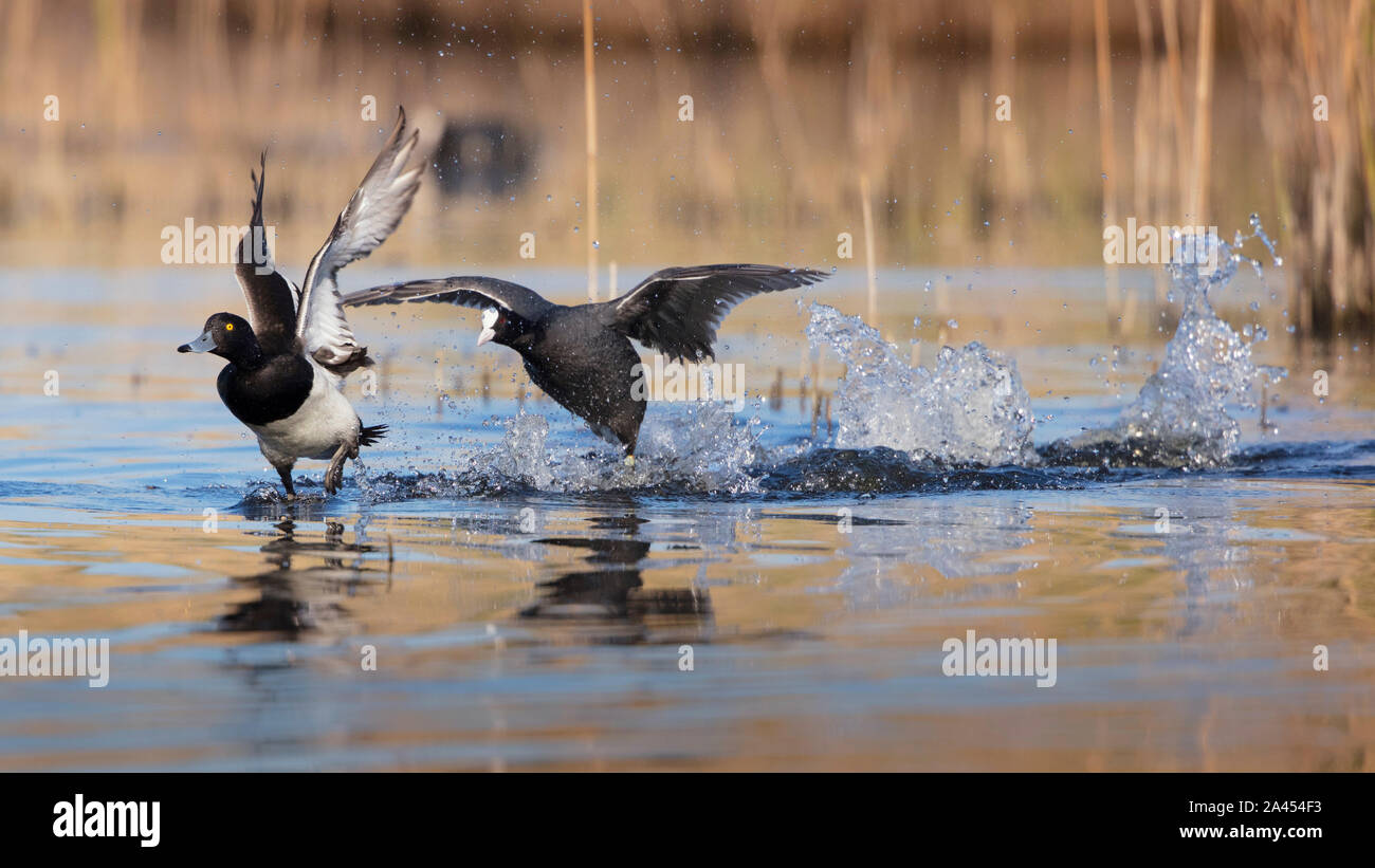 Being chased hi-res stock photography and images - Alamy