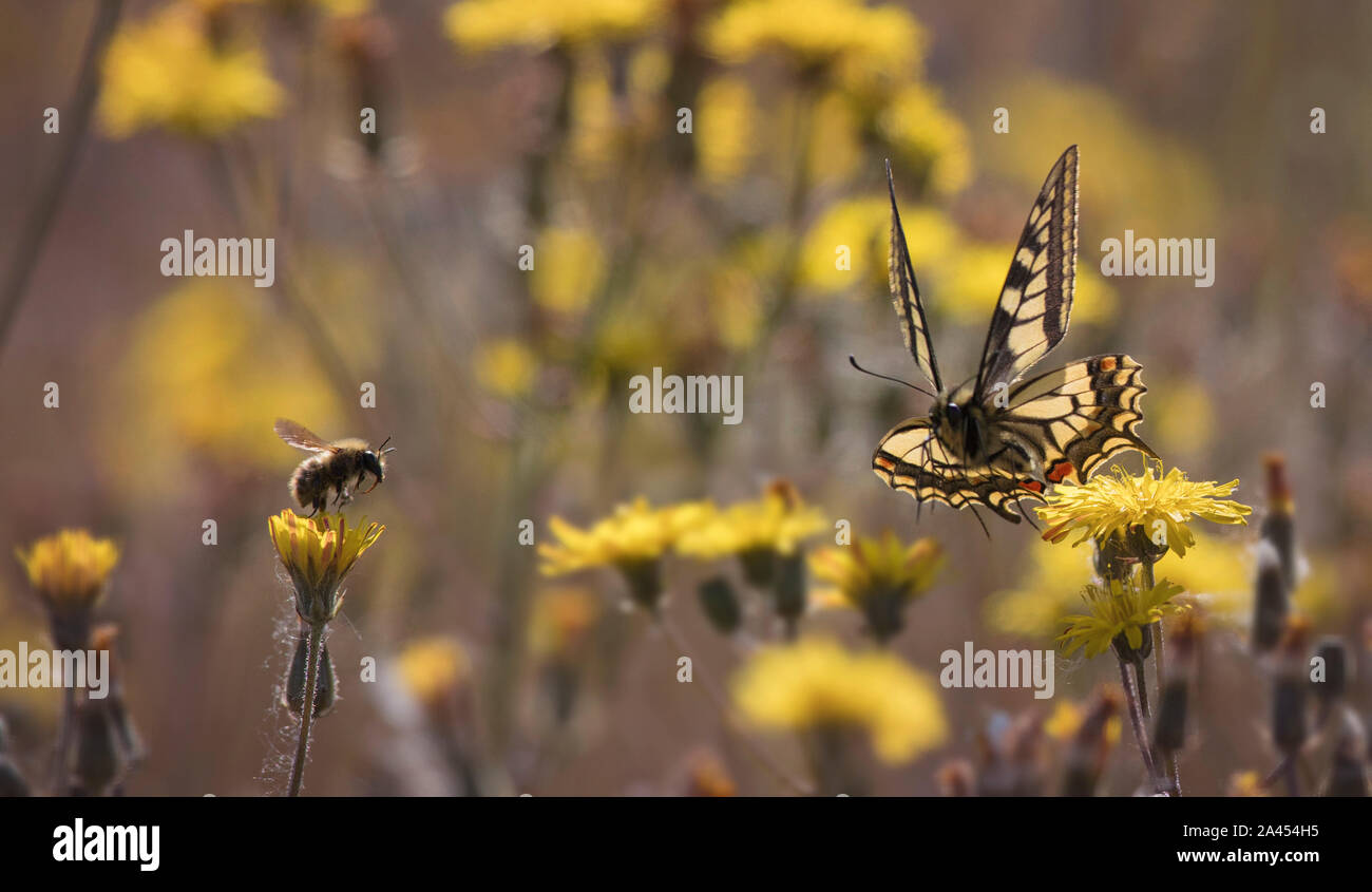 Bee meeting Swallowtail Butterfly in Hawkweed meadow, one of 12 there ...