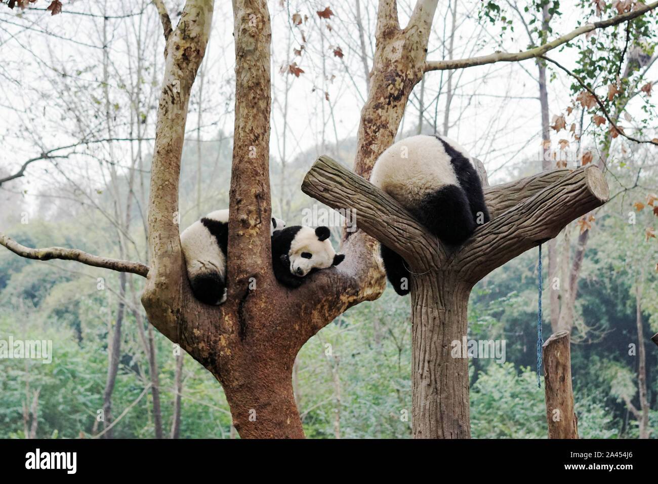 Giant pandas eat bamboo outside of rooms at Chengdu Research Base of ...