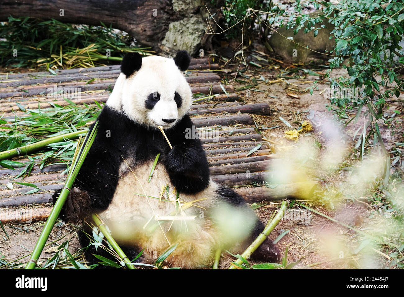 Giant pandas eat bamboo outside of rooms at Chengdu Research Base of ...