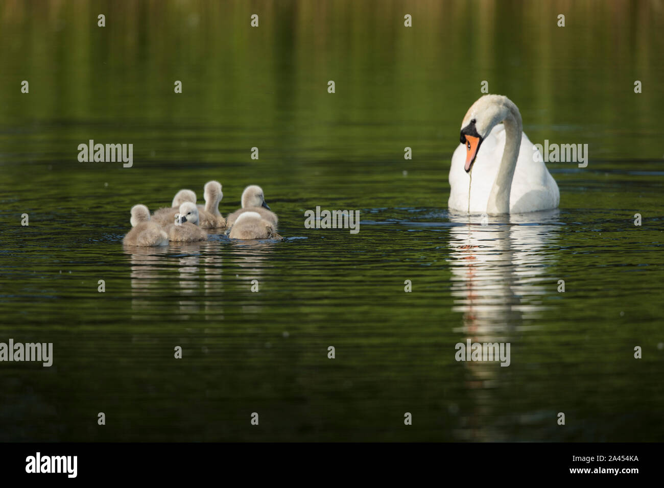 Motherly love. Female Mute Swan keeping an eye on her newly hatched cygnets Stock Photo - Alamy