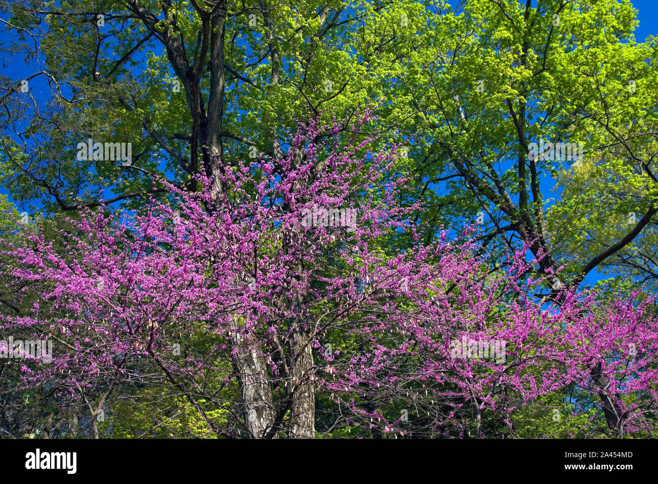 deciduous trees; purple flowering; spring green leaves; nature; Chester ...