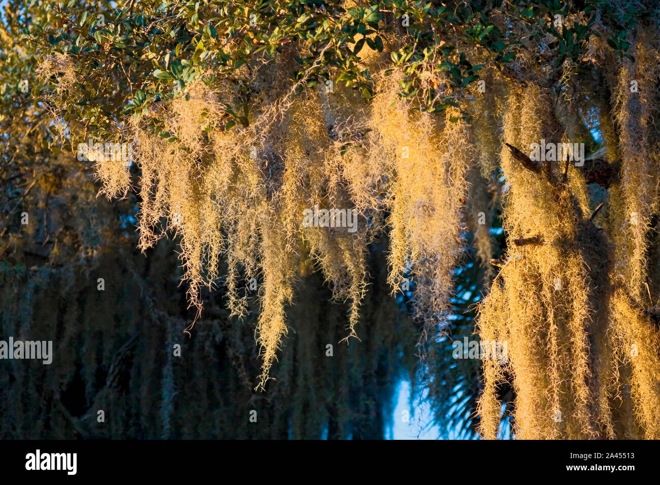 Spanish moss hanging; golden light; tree branches; feathery; nature ...