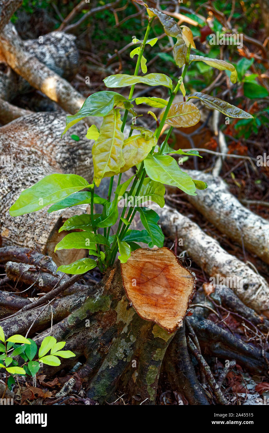 new branches growing, cut down tree; rejuvenation; woods; regrowth ...