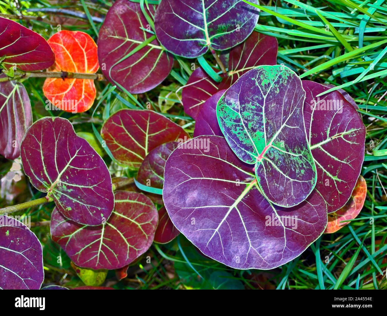 large maroon leaves, green veins; sea grape shrub; tree; colorful ...