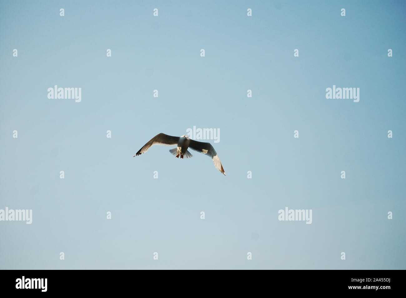 seagull in flight Stock Photo - Alamy