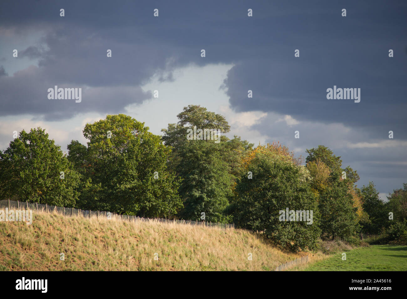 Grove behind a slope in the interplay of sun and clouds. Dramatic sky ...