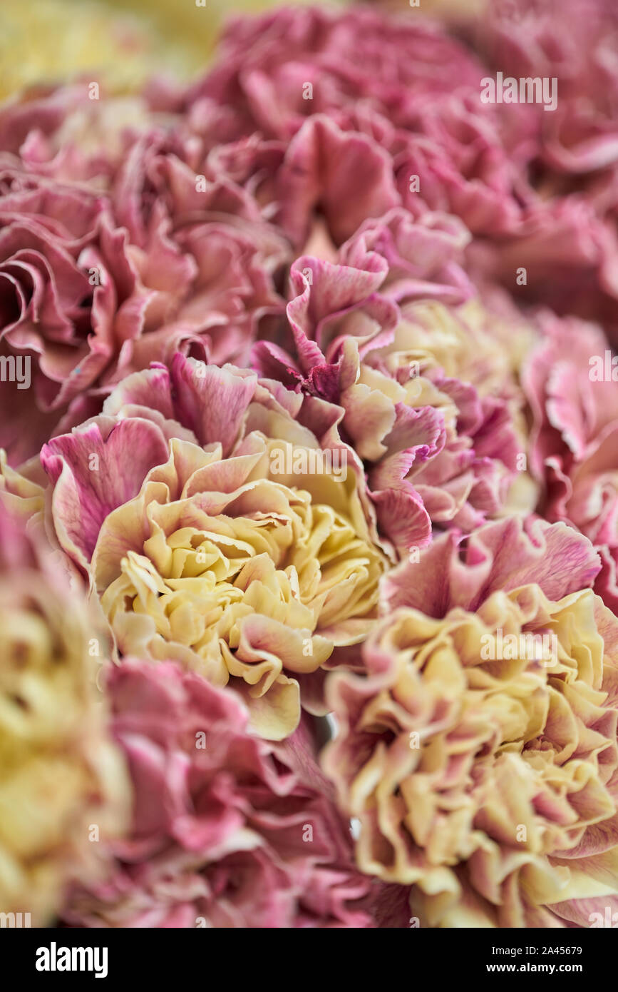 Petals of pink and yellow Carnation, flower background. Unusual flowers ...