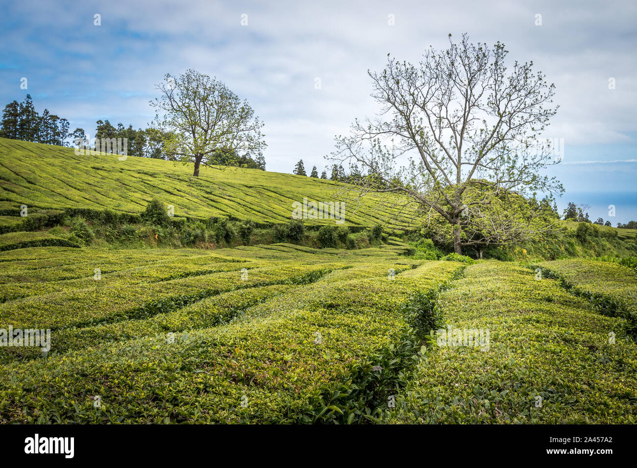 Huge field of tea plantation in Azores, Portugal Stock Photo - Alamy