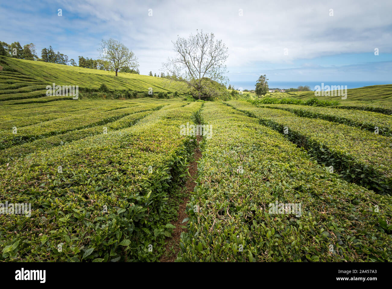 Huge field of tea plantation in Azores, Portugal Stock Photo - Alamy