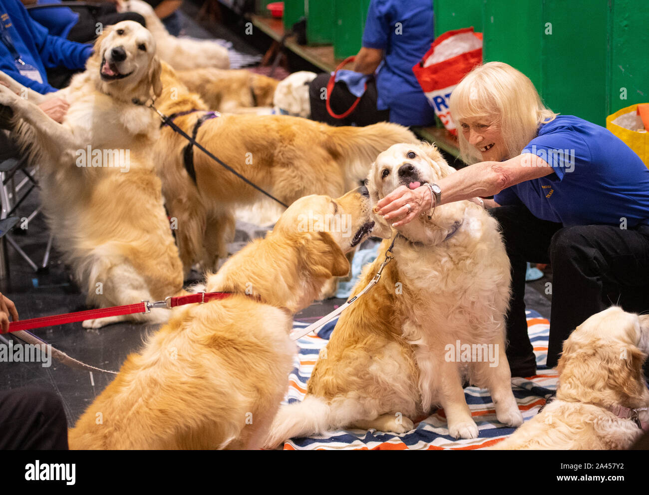 Golden retriever society hi-res stock photography and images - Alamy
