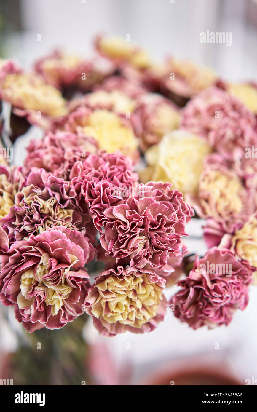 Petals of pink and yellow Carnation, flower background. Unusual flowers ...