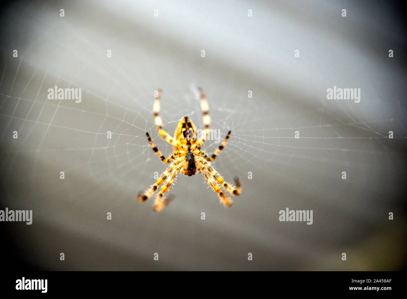 Araneus diadematus European garden spider, diadem spider, orangie ...