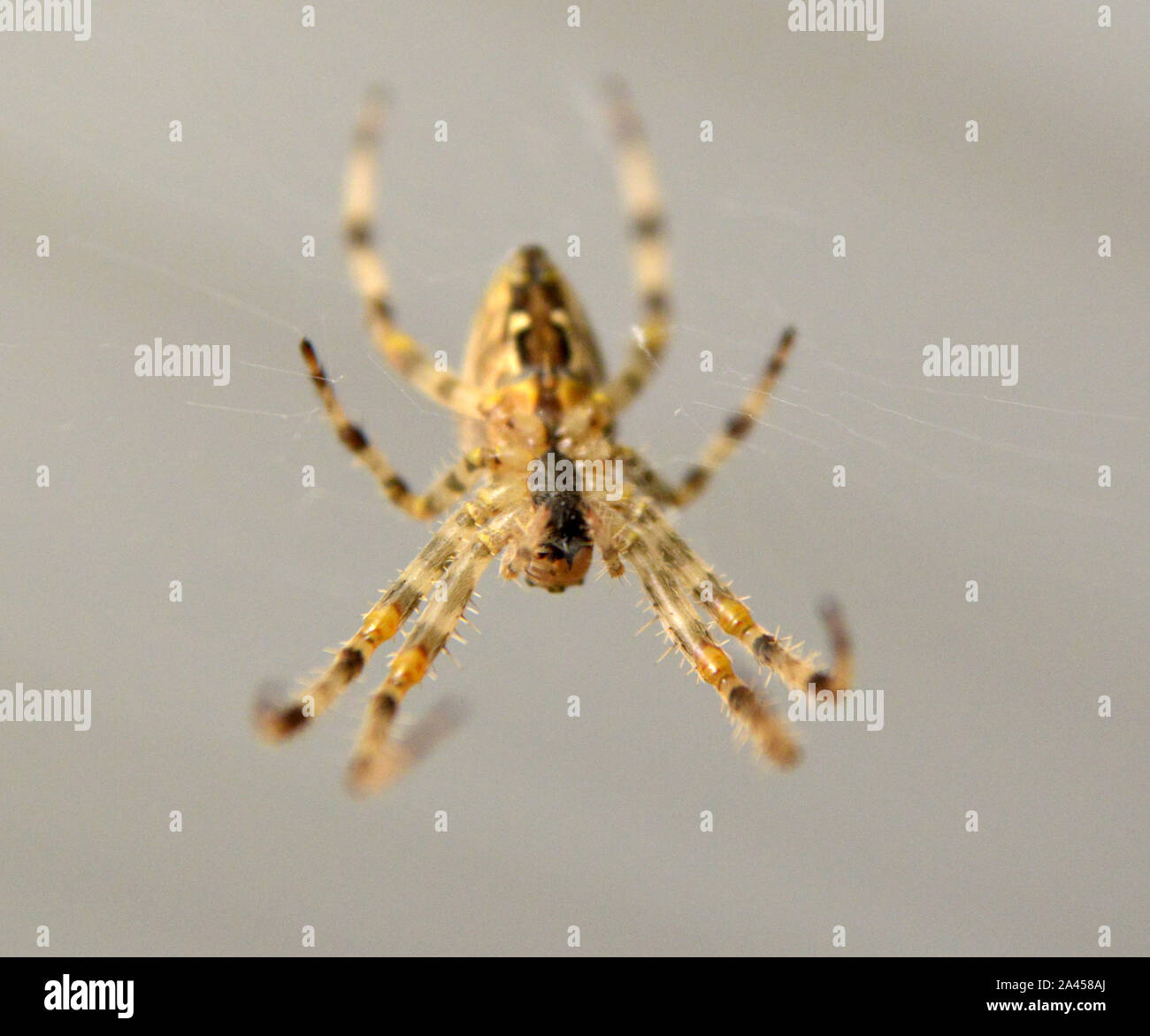 Araneus diadematus European garden spider, diadem spider, orangie ...