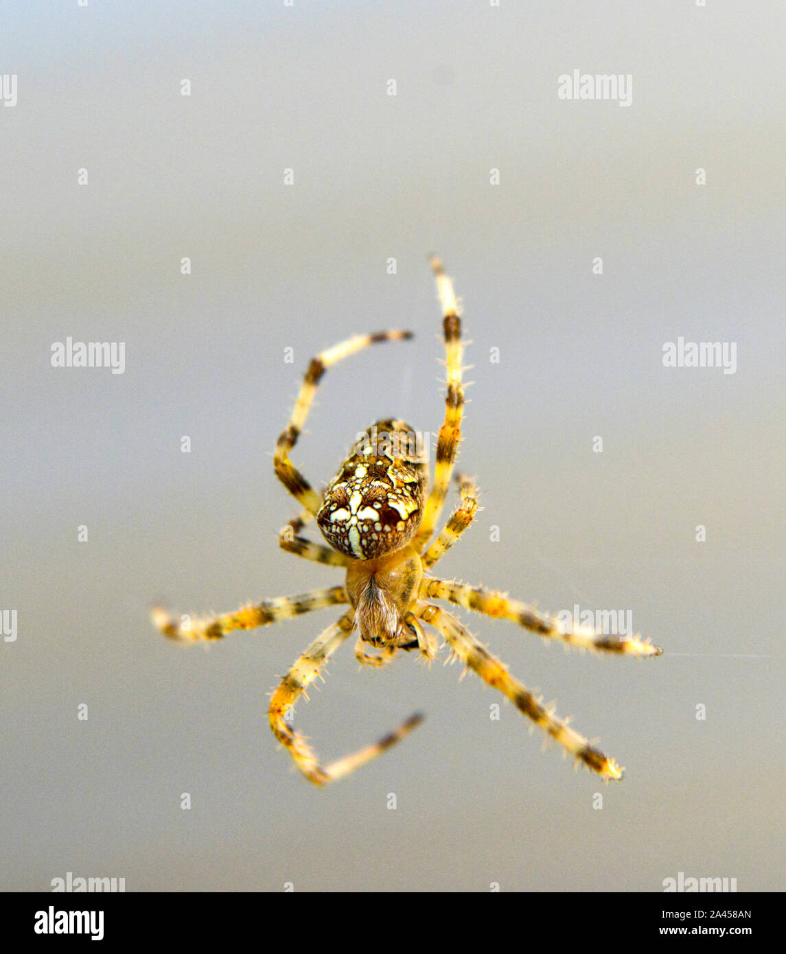 Araneus diadematus European garden spider, diadem spider, orangie ...