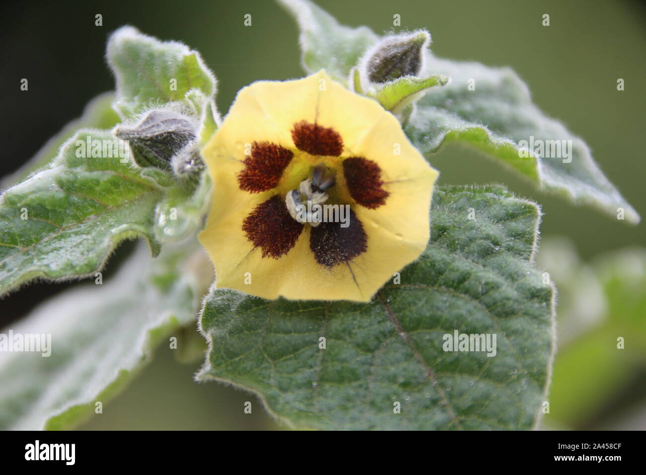 Pentaphitrum hi-res stock photography and images - Alamy