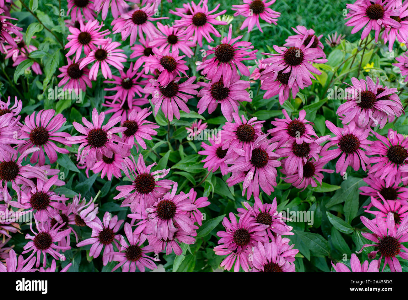 Dalmatian chrysanthemum hi-res stock photography and images - Alamy