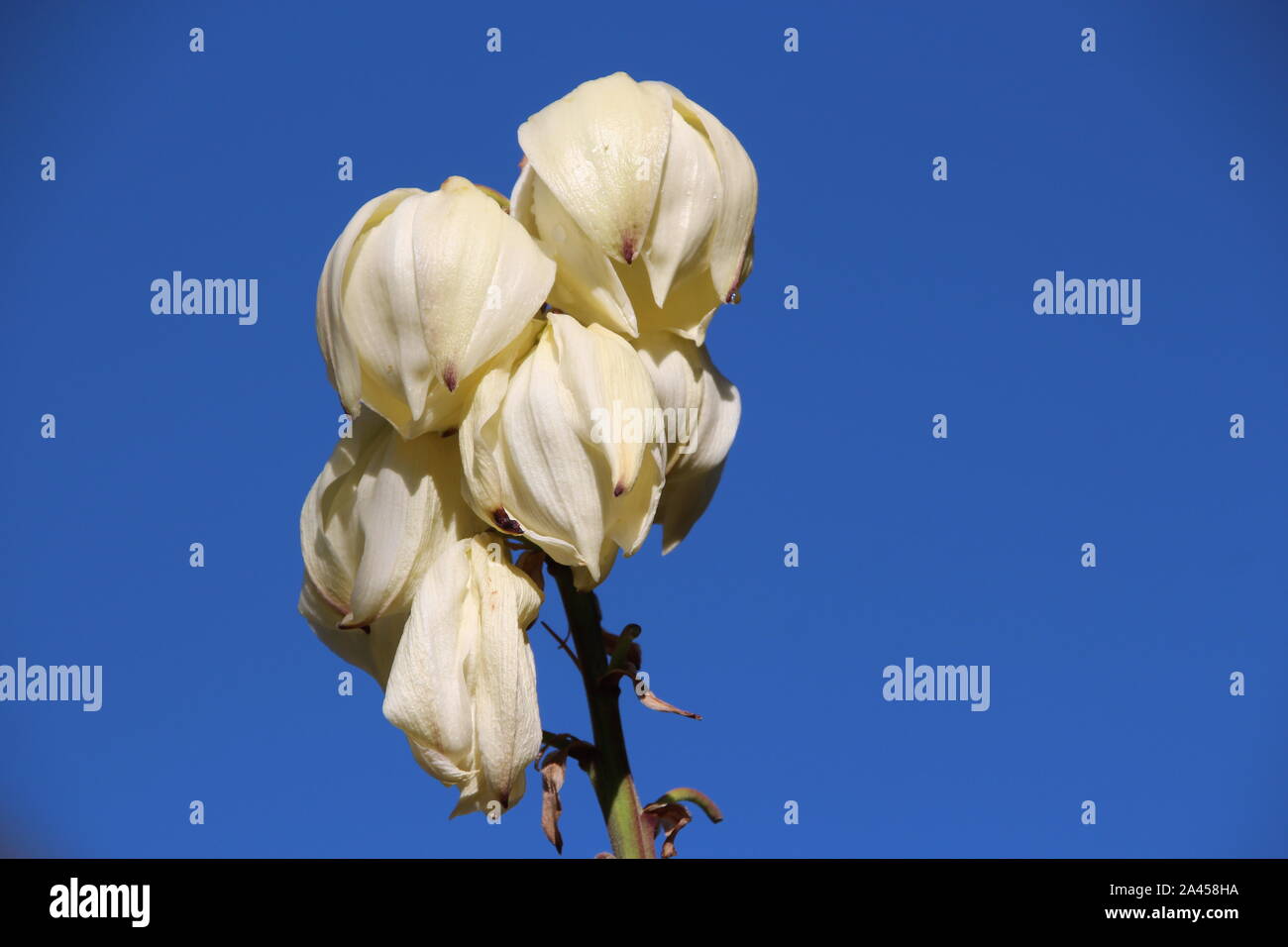 Yucca flowers hi-res stock photography and images - Alamy