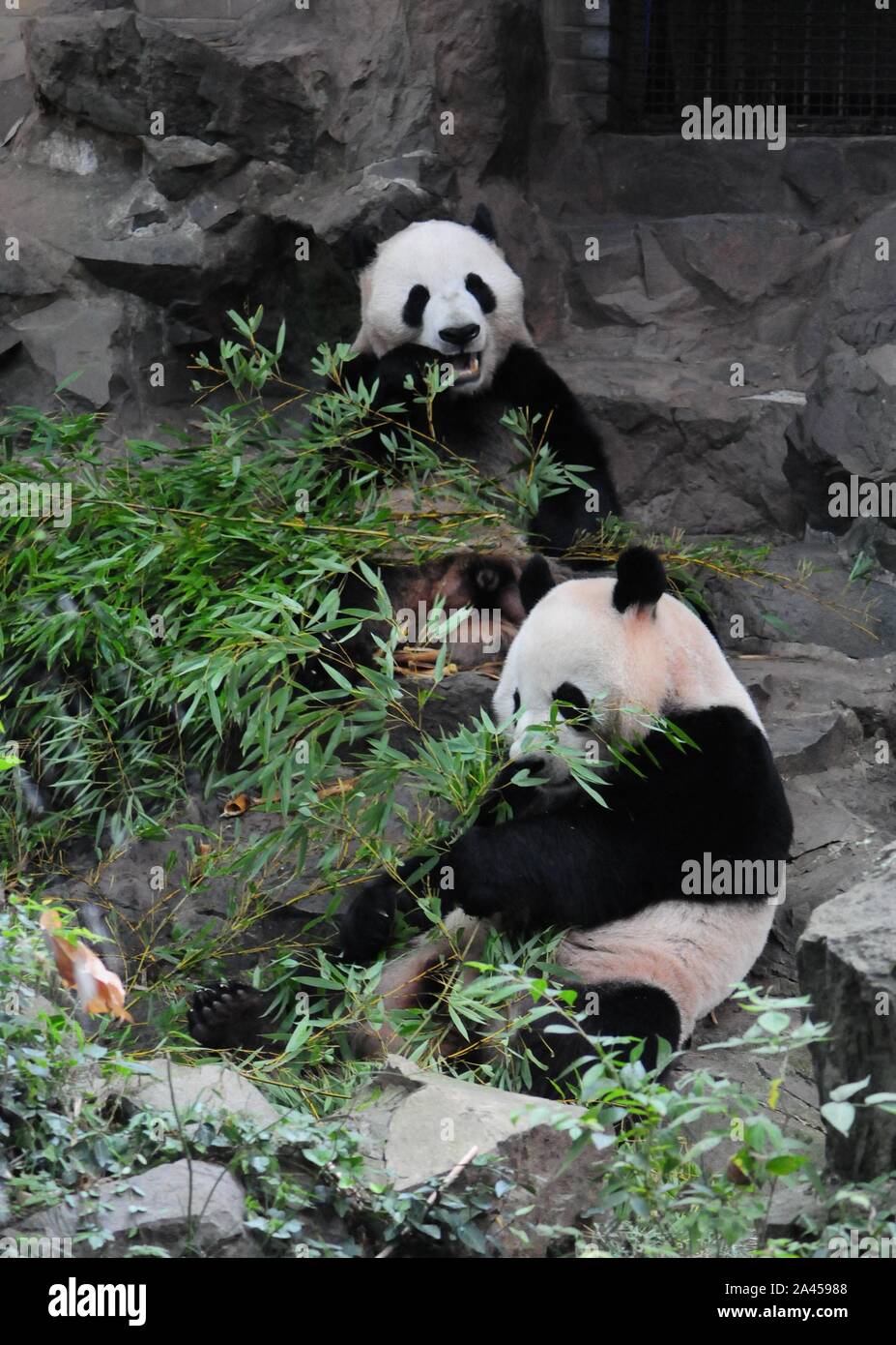Giant panda brothers Chengjiu and Shuanghao enjoy bamboo before a ...