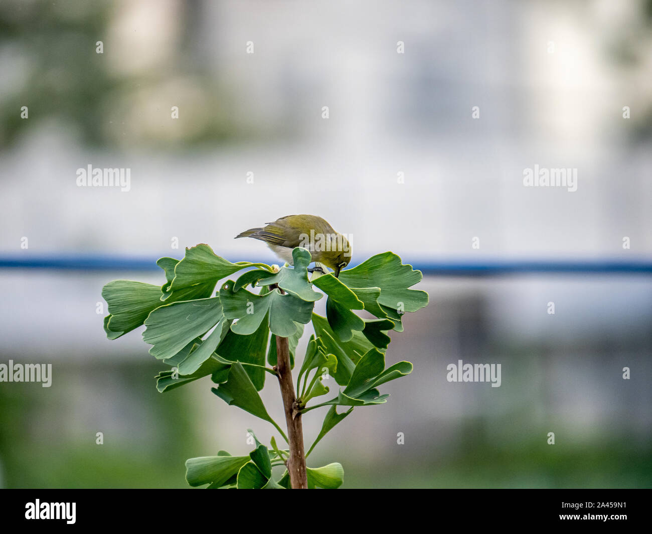 A Japanese warbling white eye, also known as a mountain white-eye or ...