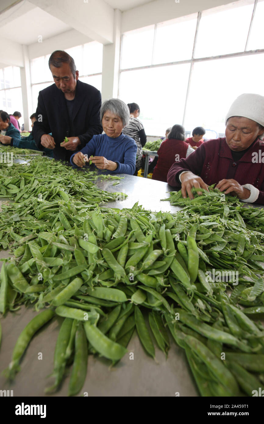Chinese villagers process fresh green pea to be exported at a vegetable ...
