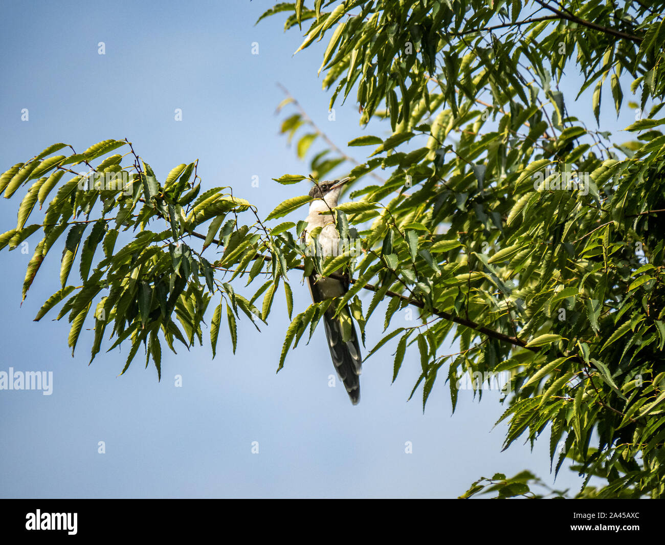 An azure-winged magpie, Cyanopica cyanus, perches in a tree near a ...