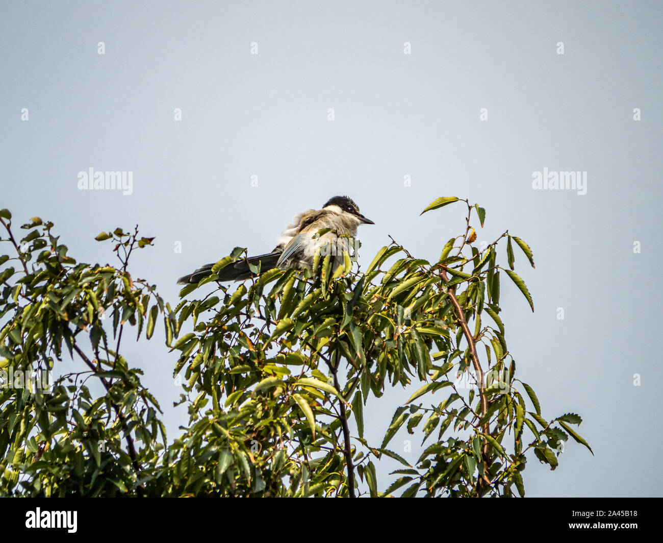 An azure-winged magpie, Cyanopica cyanus, perches in a tree near a ...