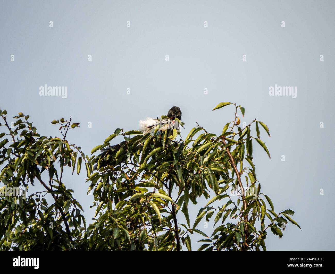 An azure-winged magpie, Cyanopica cyanus, perches in a tree near a ...