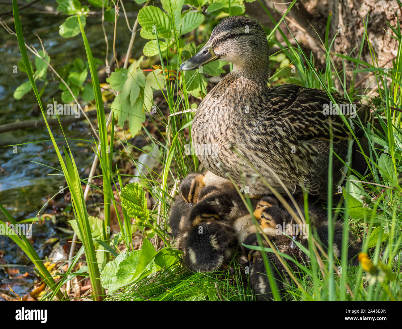 Young ducks at nest hi-res stock photography and images - Alamy