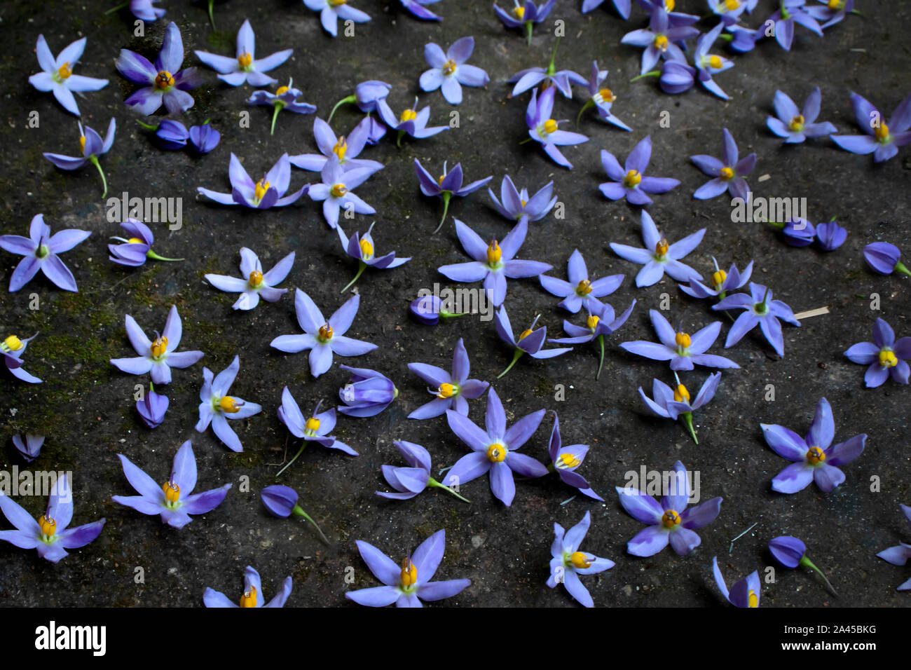 Indian nightshade hi-res stock photography and images - Alamy