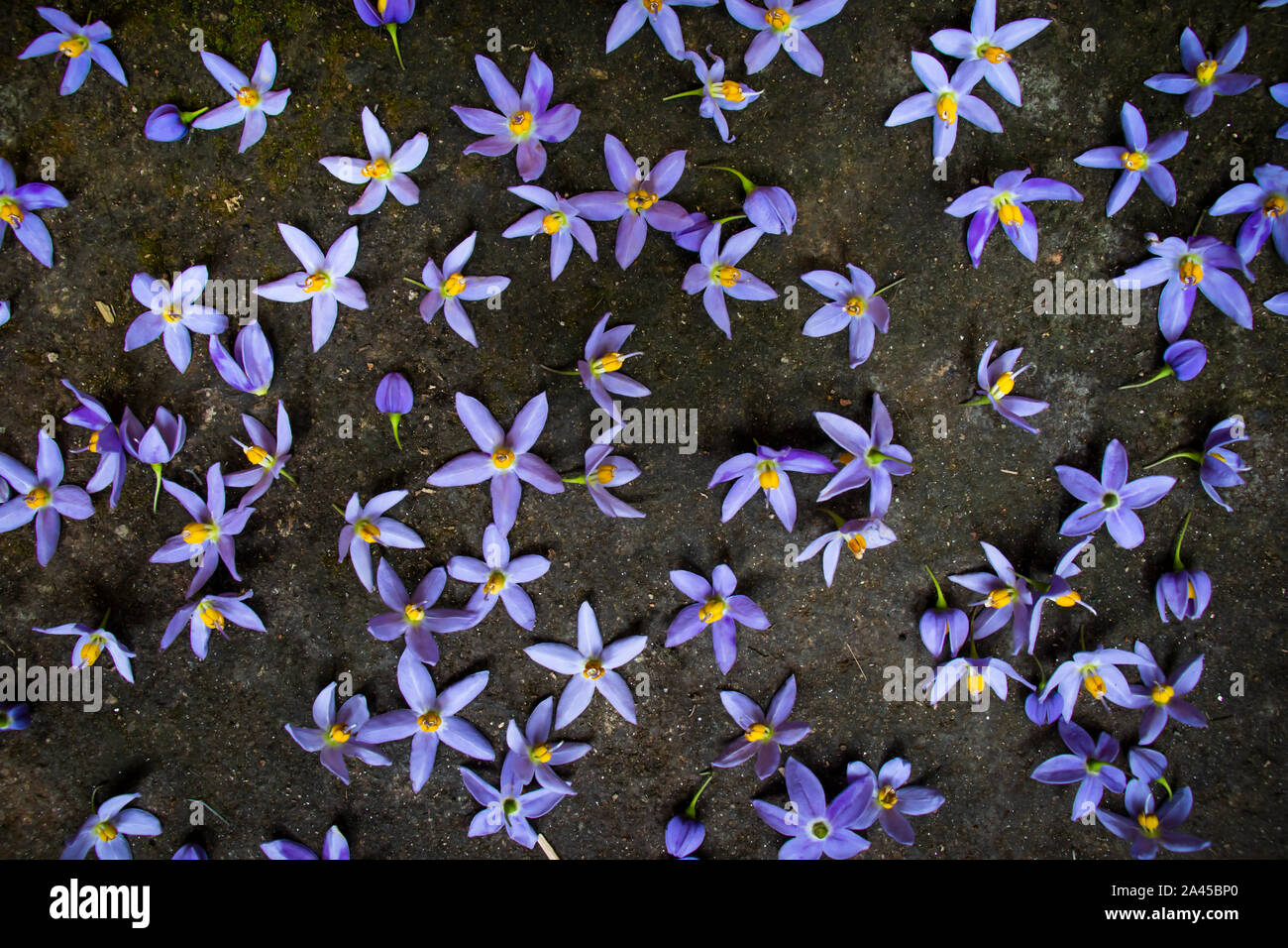 Indian nightshade hi-res stock photography and images - Alamy