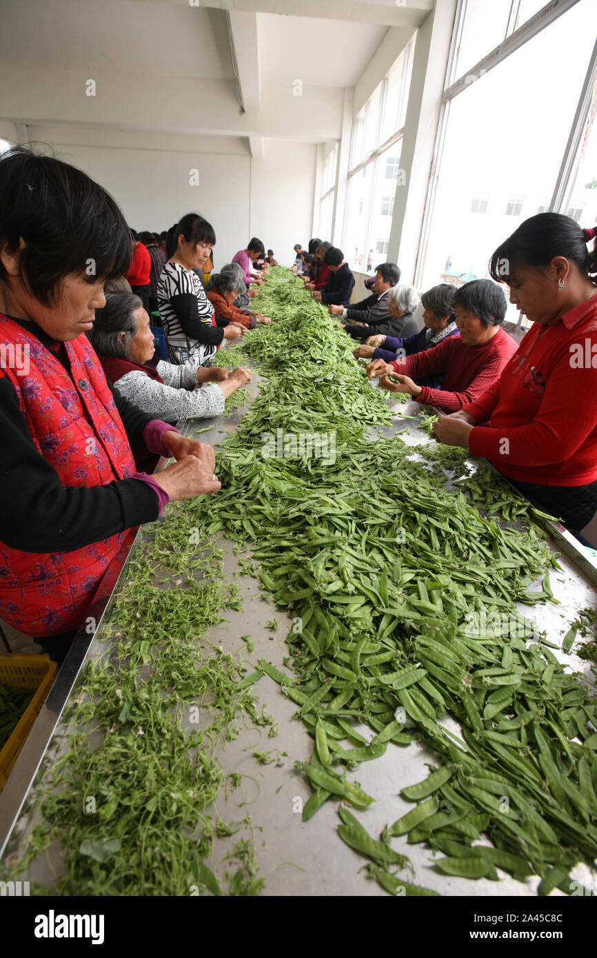 Chinese villagers process fresh green pea to be exported at a vegetable ...
