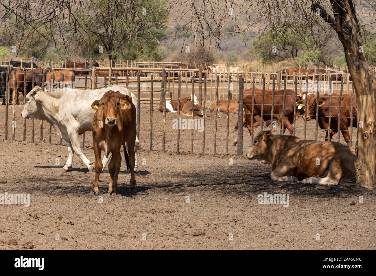 kraal in Botswana, cows resting in a sunny day Stock Photo - Alamy