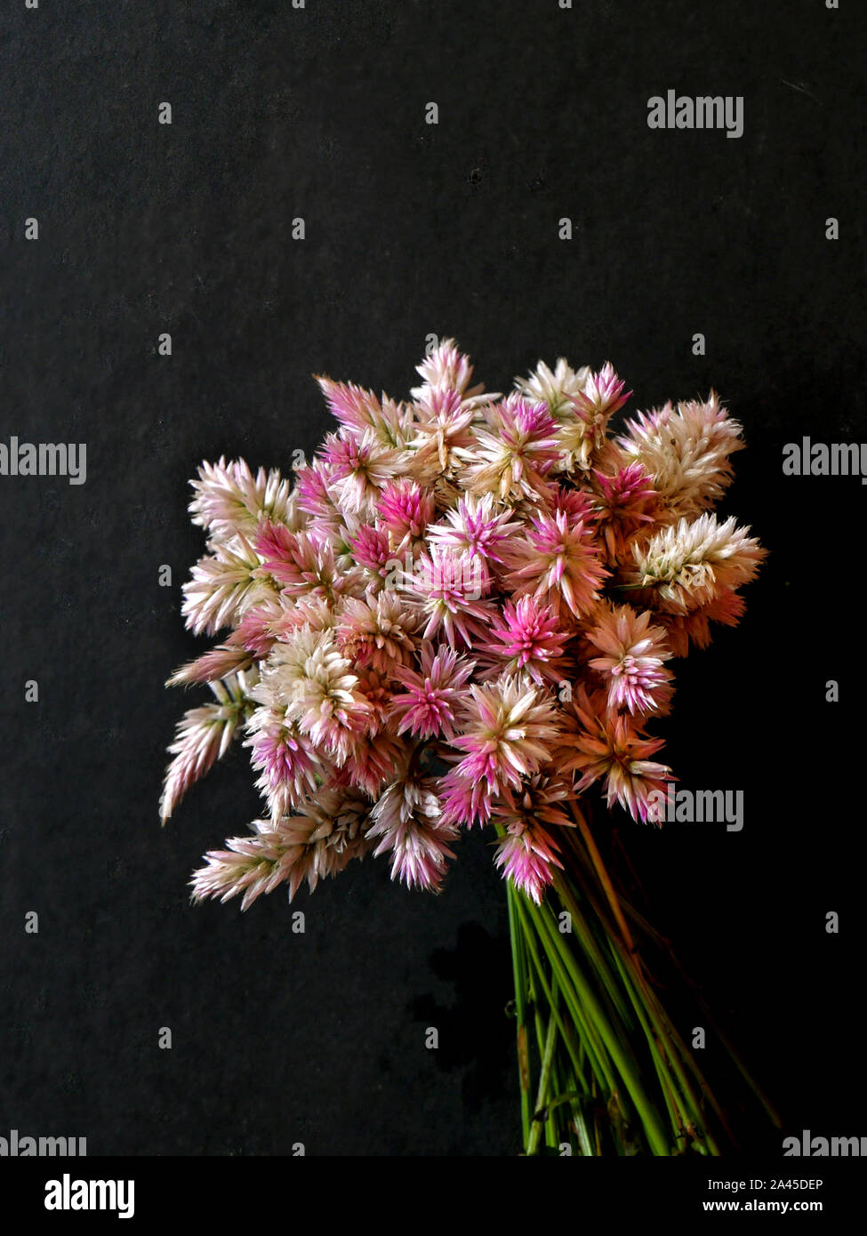 Wilde flower for Dasera Festival studio shot Kalyan Maharashtra India ...